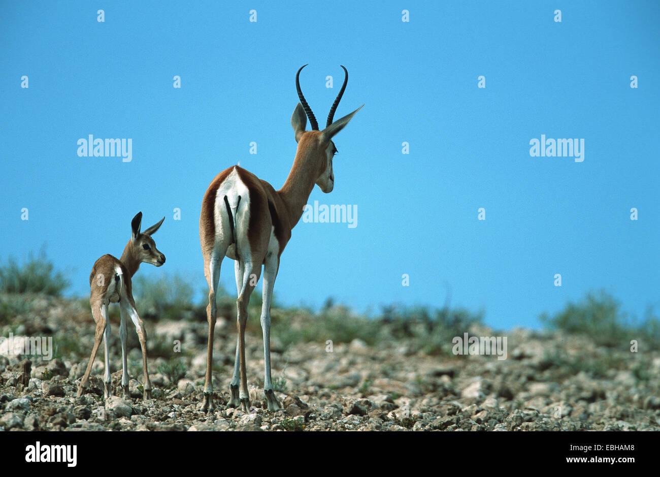 springbuck, springbok (Antidorcas marsupialis), mother with young, Nov ...