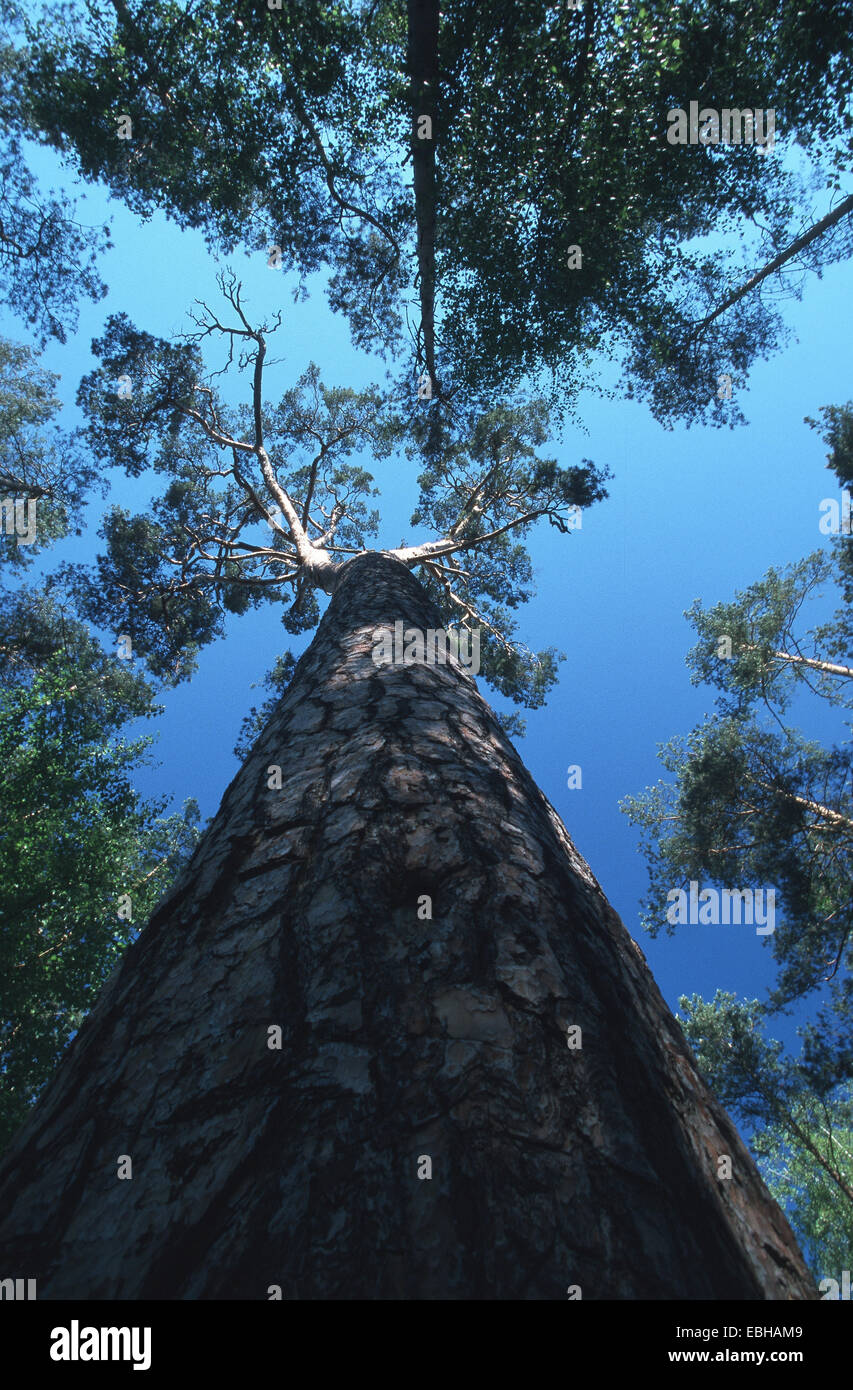 Pinus spec hi-res stock photography and images - Alamy