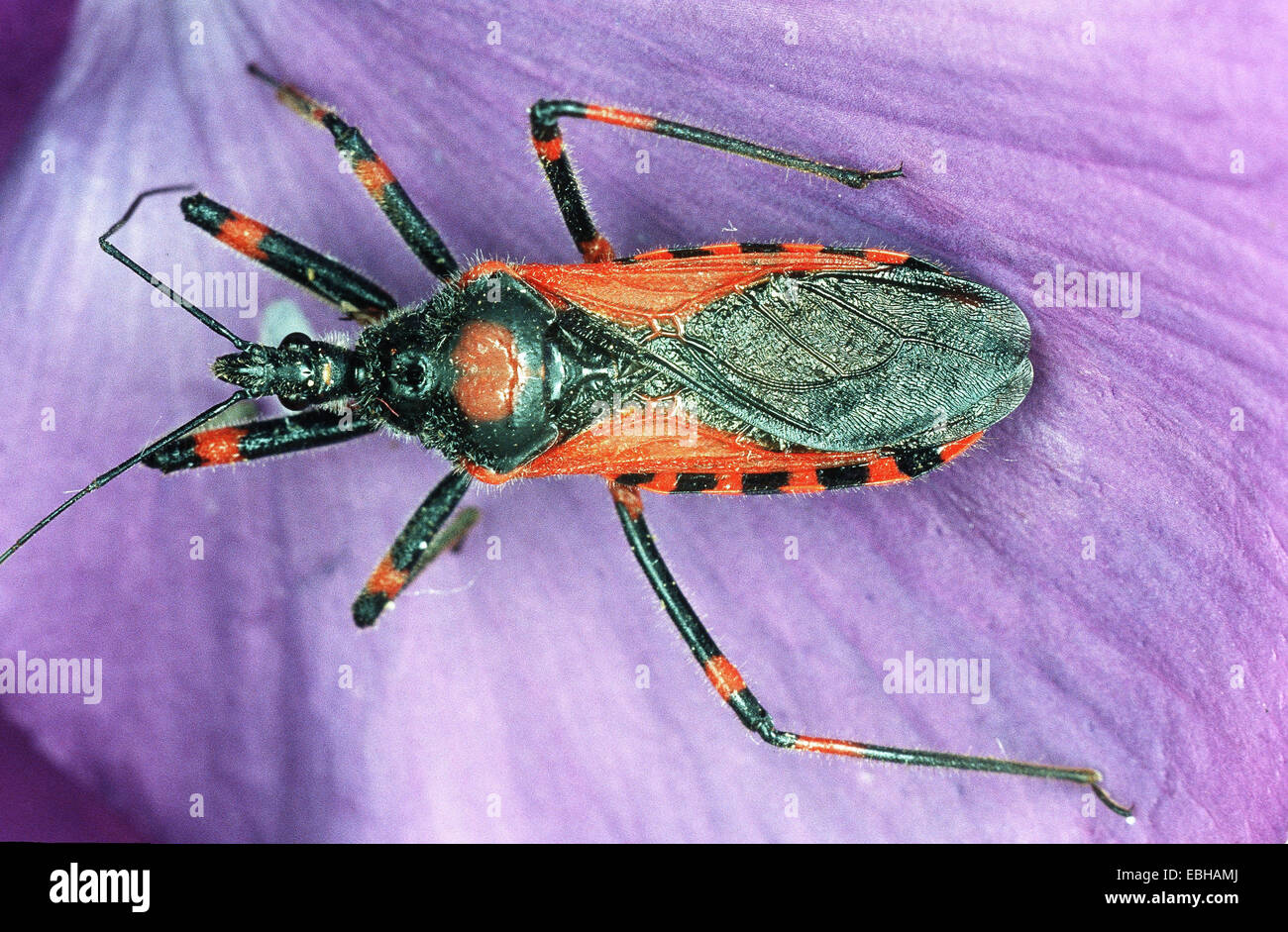 assassin bug (Rhinocoris rubricus Stock Photo - Alamy
