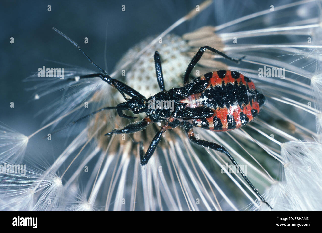assassin bug (Rhinocoris iracundus Stock Photo - Alamy