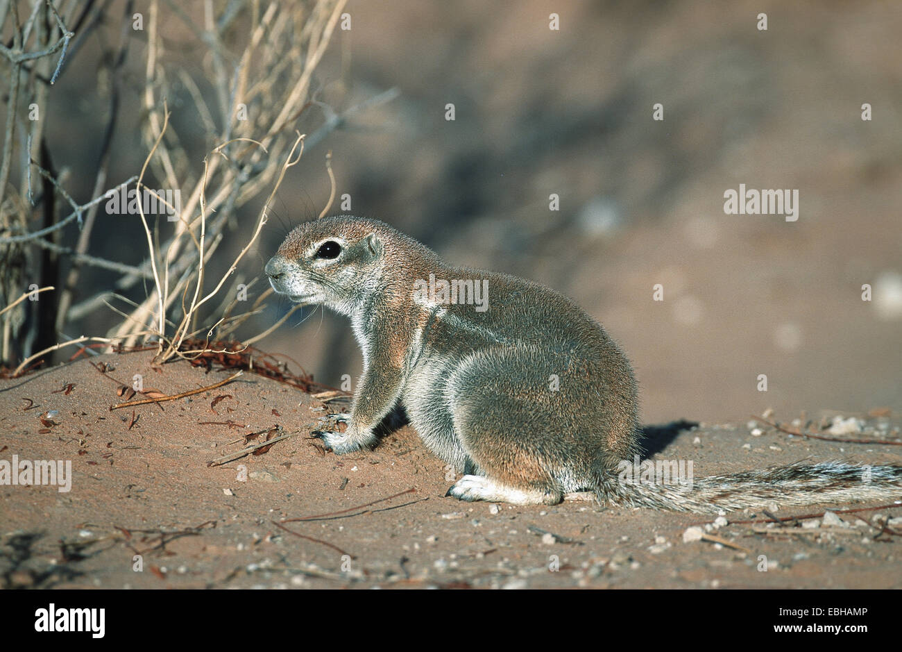 South African ground squirrel, Cape ground squirrel (Geosciurus inauris ...