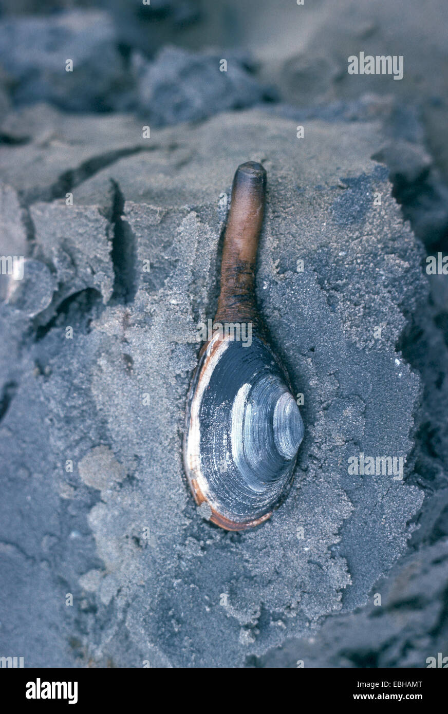 sand gaper, soft-shelled clam, softshell clam, large-neck clam, steamer ...