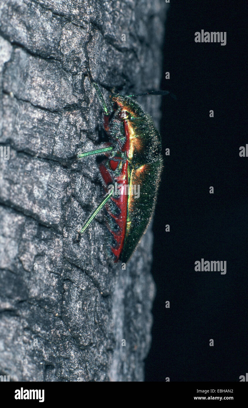 Tropical bug hi-res stock photography and images - Alamy