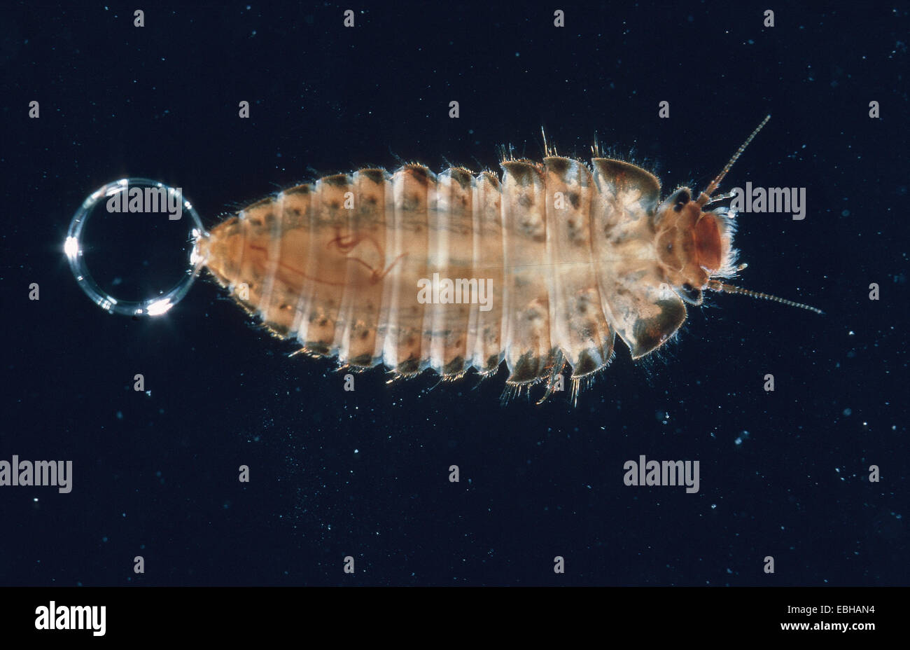 beetle (Helodes spec.), larva Stock Photo - Alamy