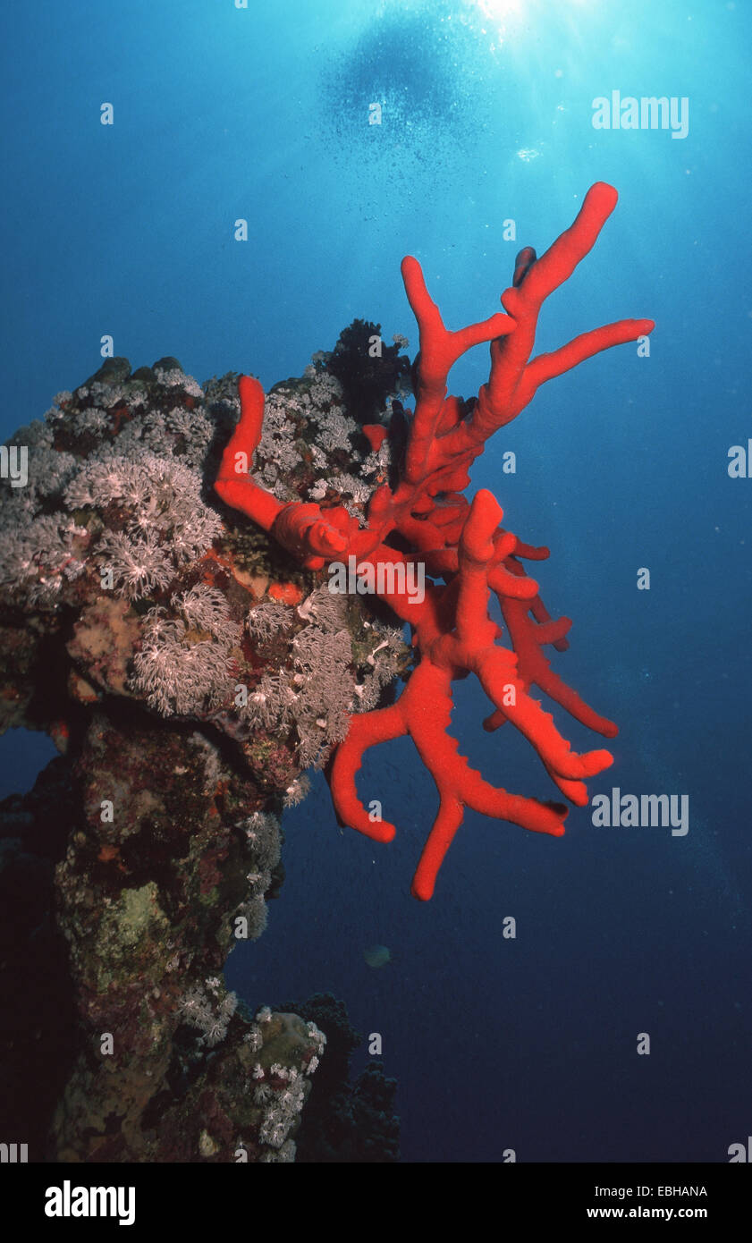 fire sponge (Latrunculia magnifica Stock Photo - Alamy