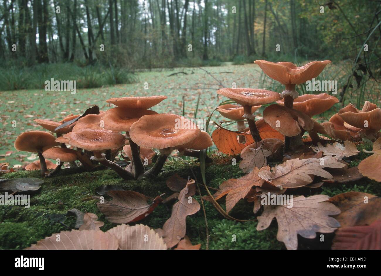mushrooms, site in a swamp forest Stock Photo - Alamy