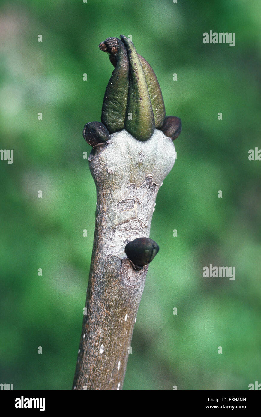 common ash, European ash (Fraxinus excelsior Stock Photo - Alamy