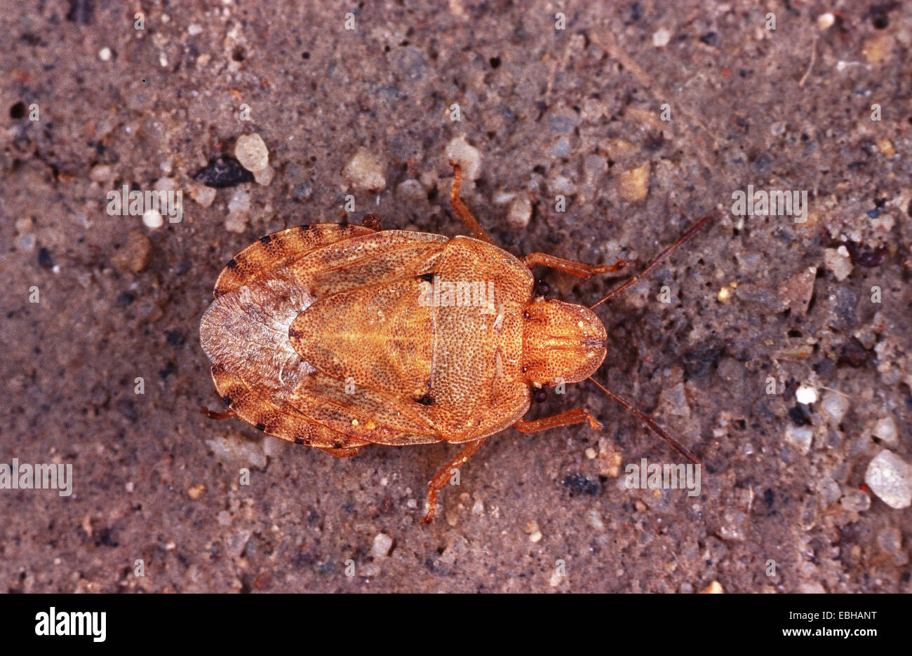 bug (Sciocoris macrocephalus Stock Photo - Alamy
