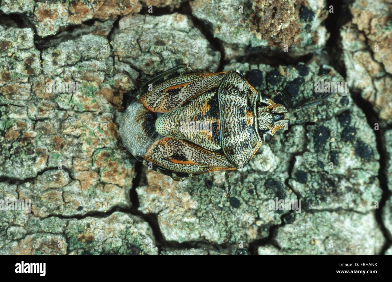 bug (Holcogaster fibulata Stock Photo - Alamy