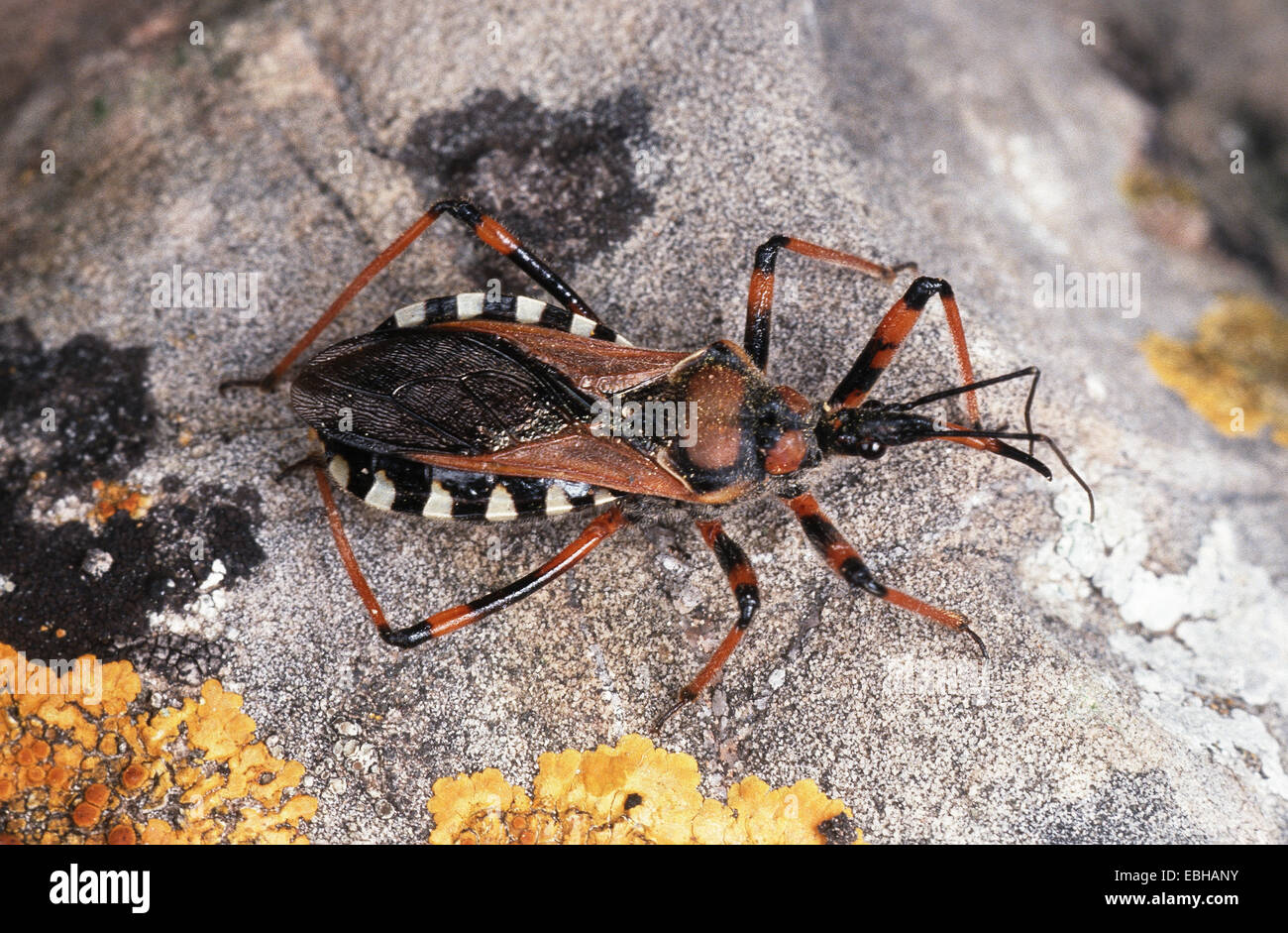 assassin bug (Rhinocoris erythropus Stock Photo - Alamy