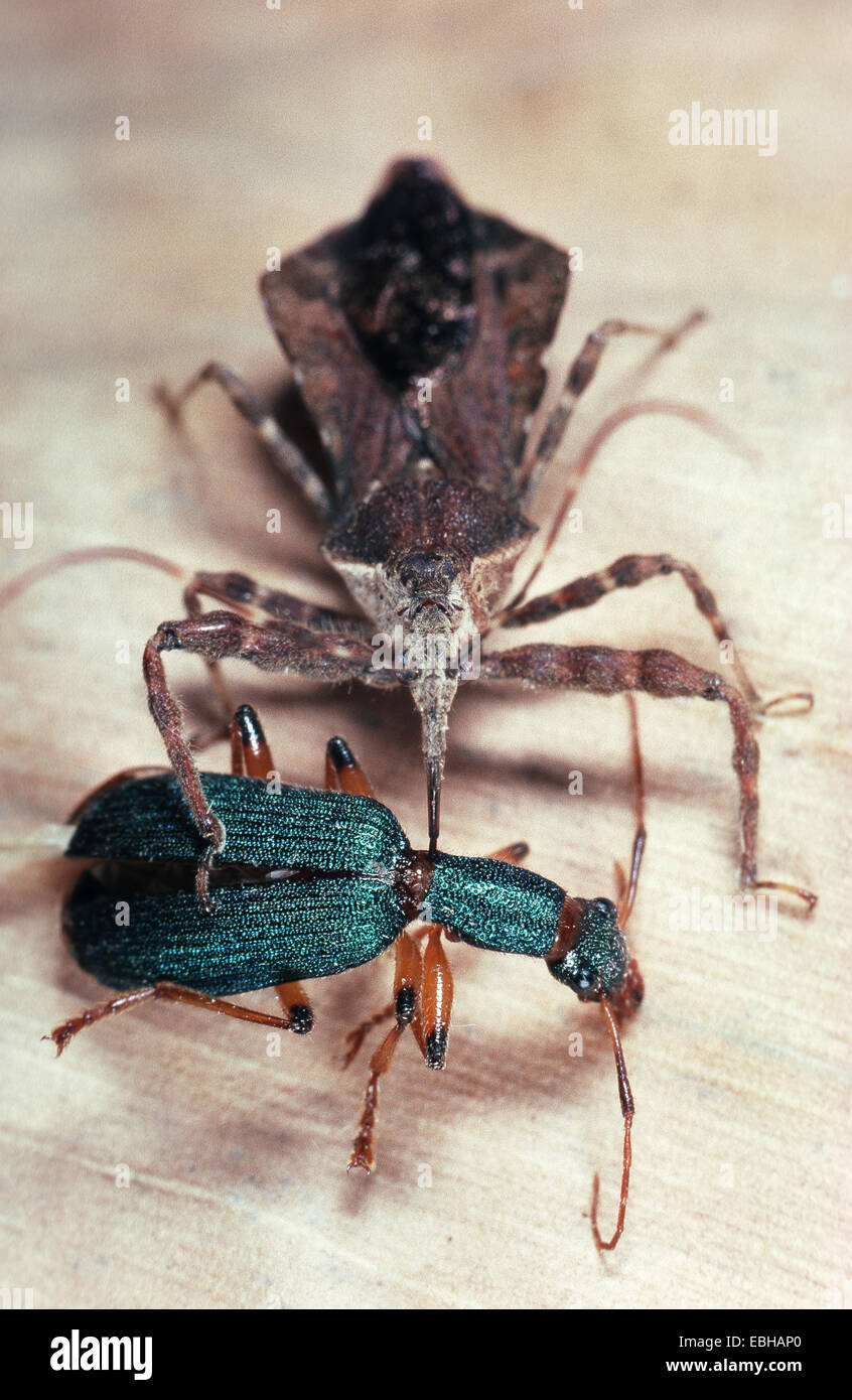 Tropical bug hi-res stock photography and images - Alamy