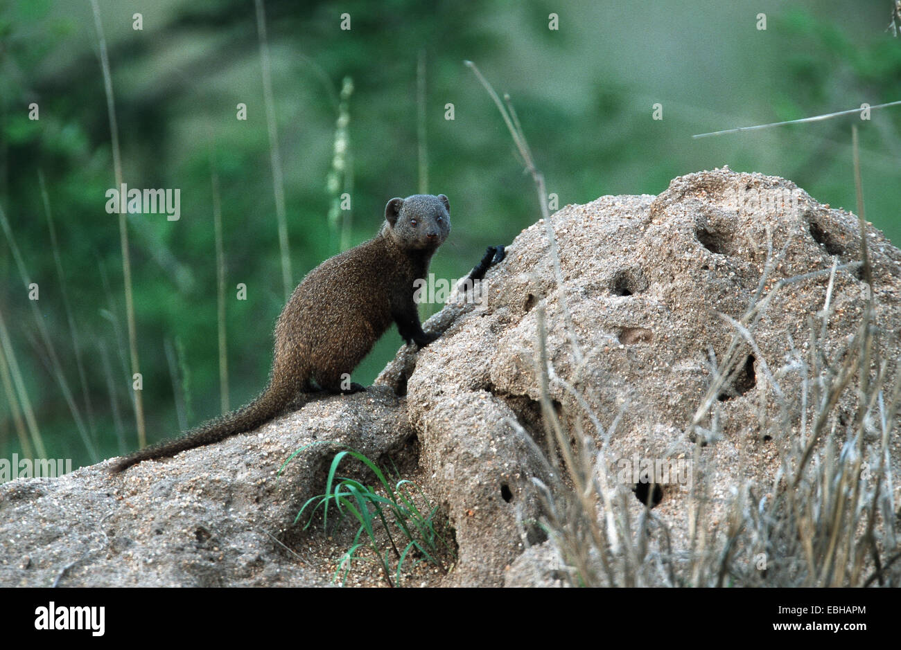 pygmy mongoose, dwarf mongoose (Helogale hirtula), adult male, Okt 01 ...