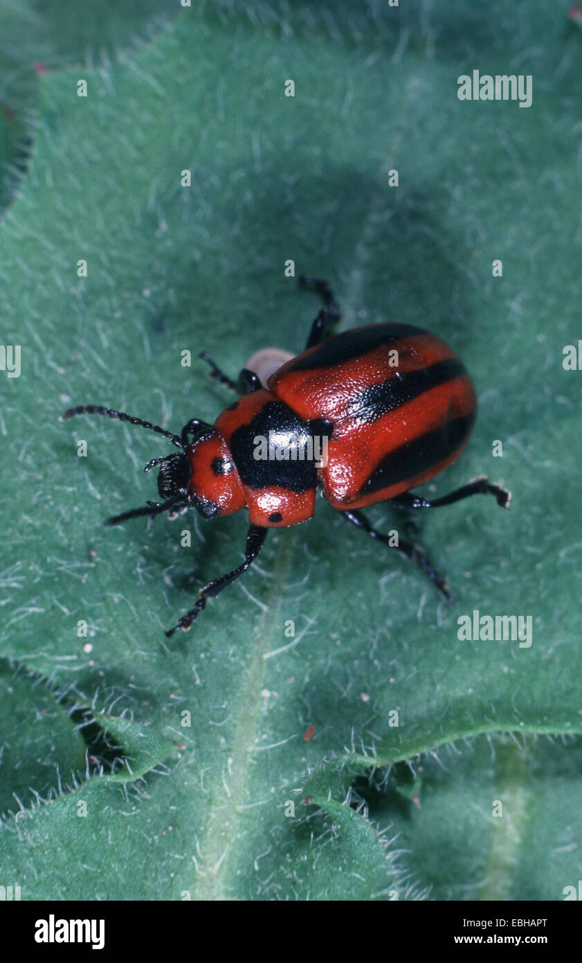 Entomoscelis hi-res stock photography and images - Alamy