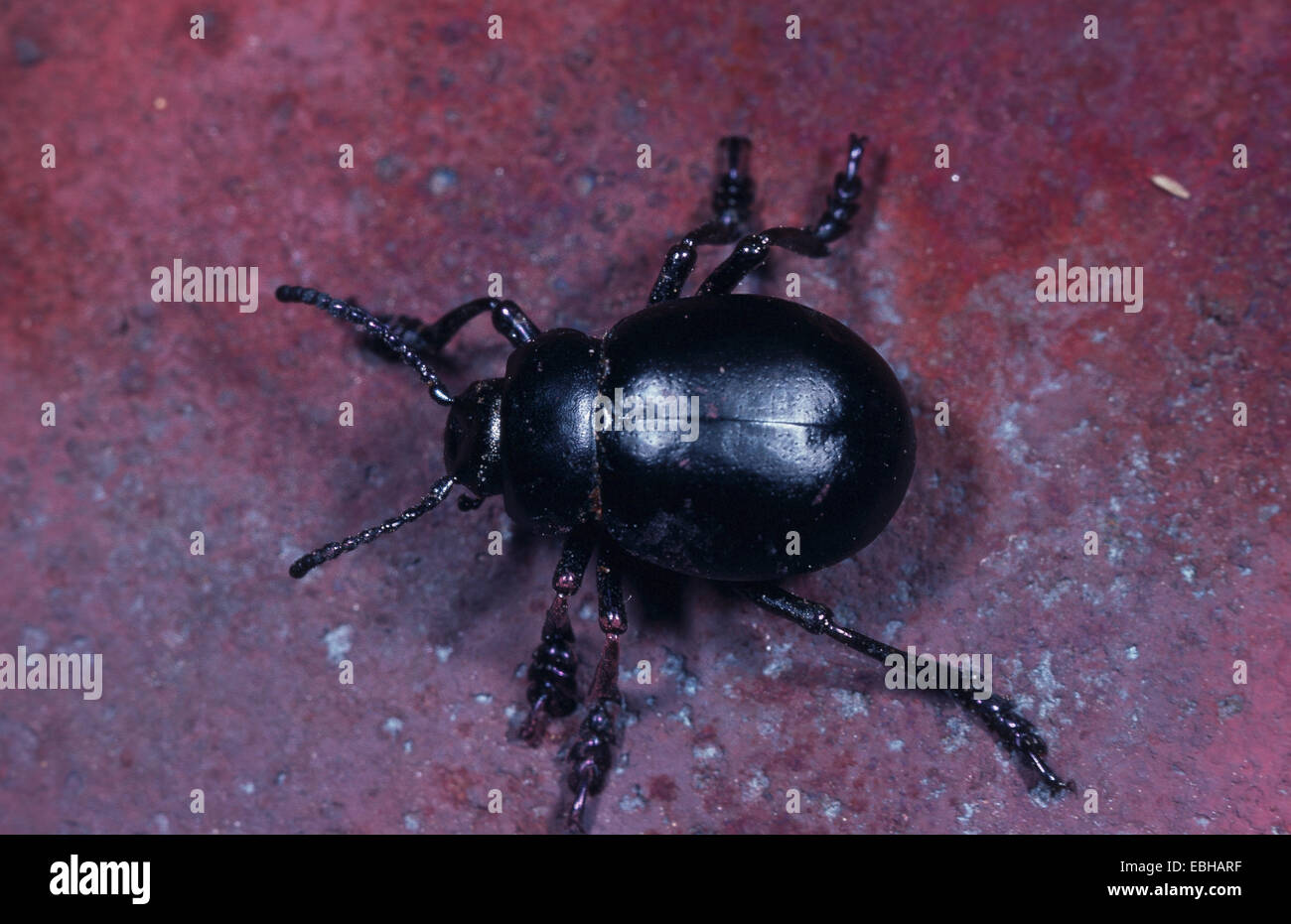 leaf beetle (Timarcha tenebricoa Stock Photo - Alamy