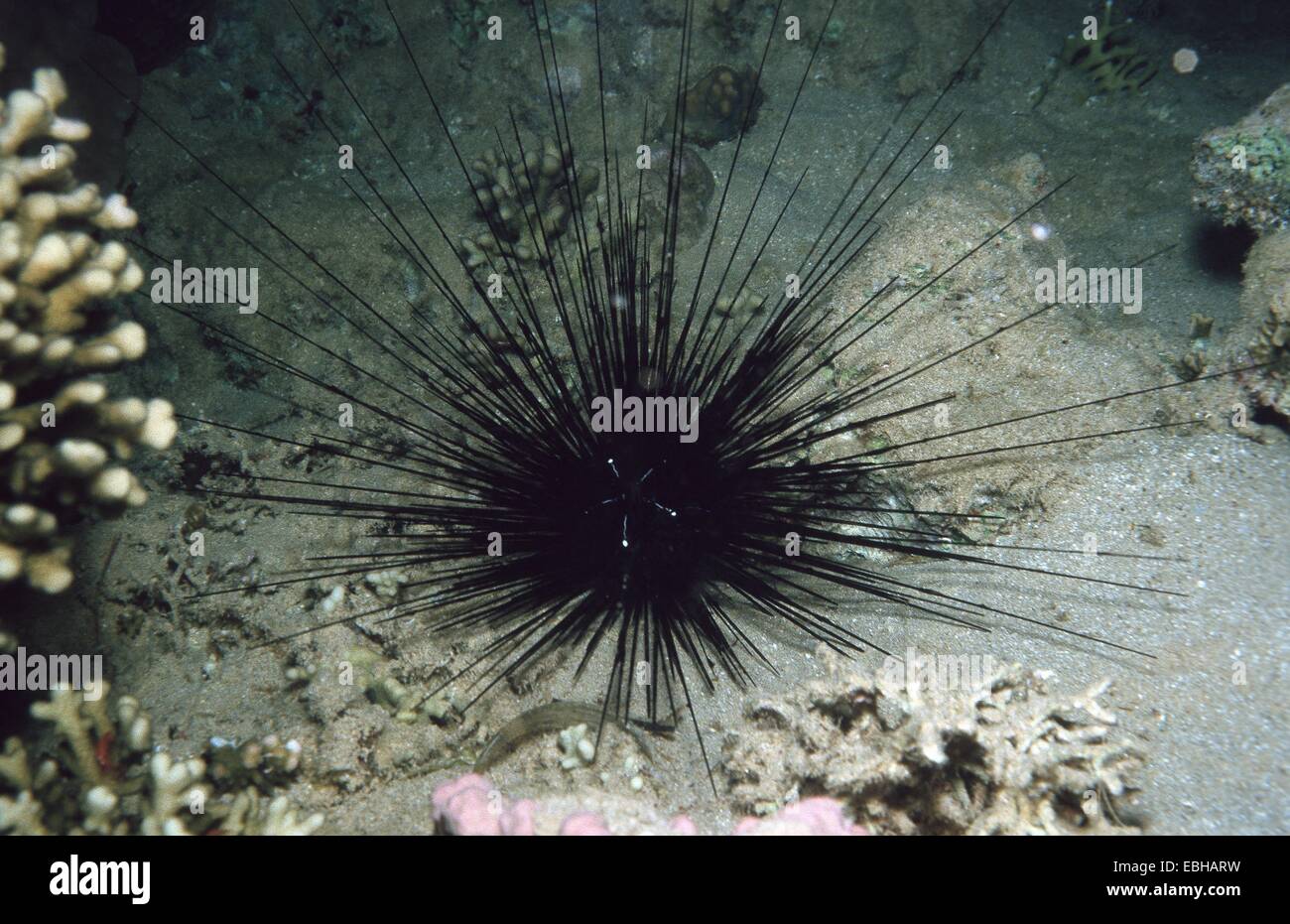 Longspined sea urchin diadema hi-res stock photography and images - Alamy