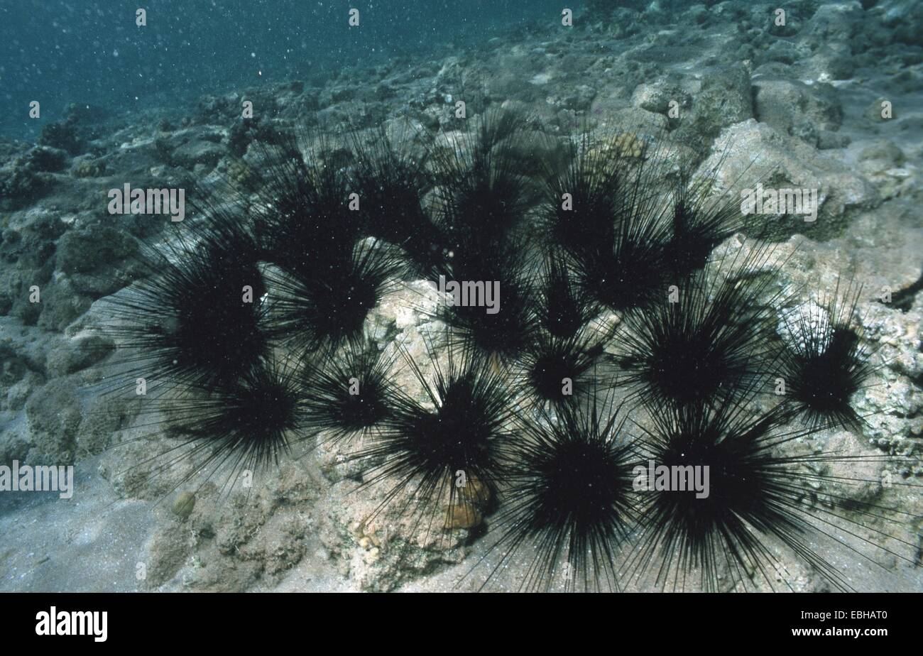 hatpin urchin, longspined sea urchin (Diadema setosum Stock Photo - Alamy