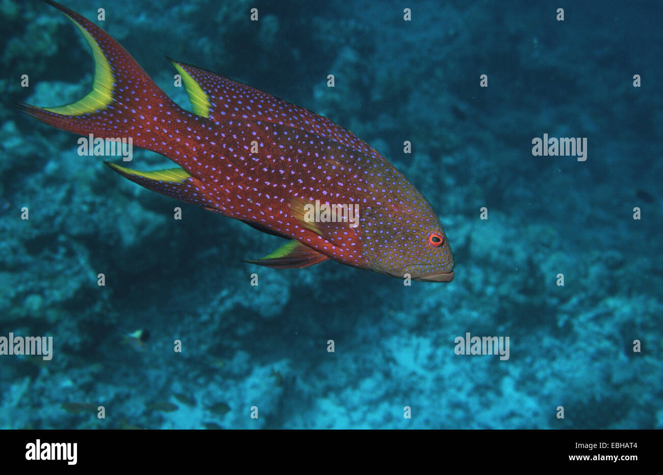 Moontail rockcod hi-res stock photography and images - Alamy
