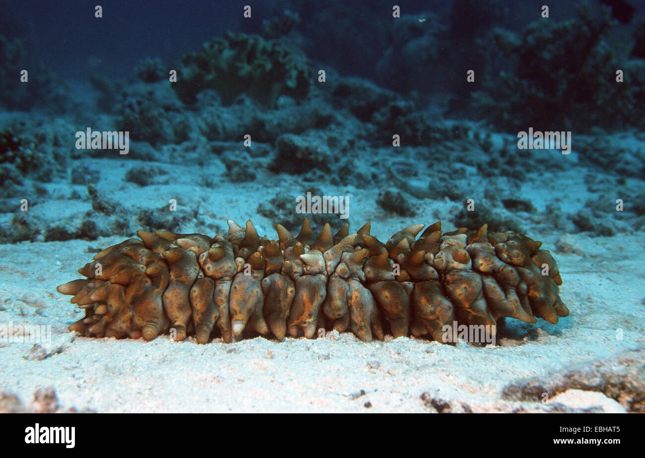 Stichopus hi-res stock photography and images - Alamy