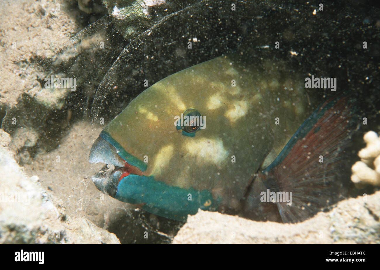 Scarus Gibbus High Resolution Stock Photography and Images - Alamy