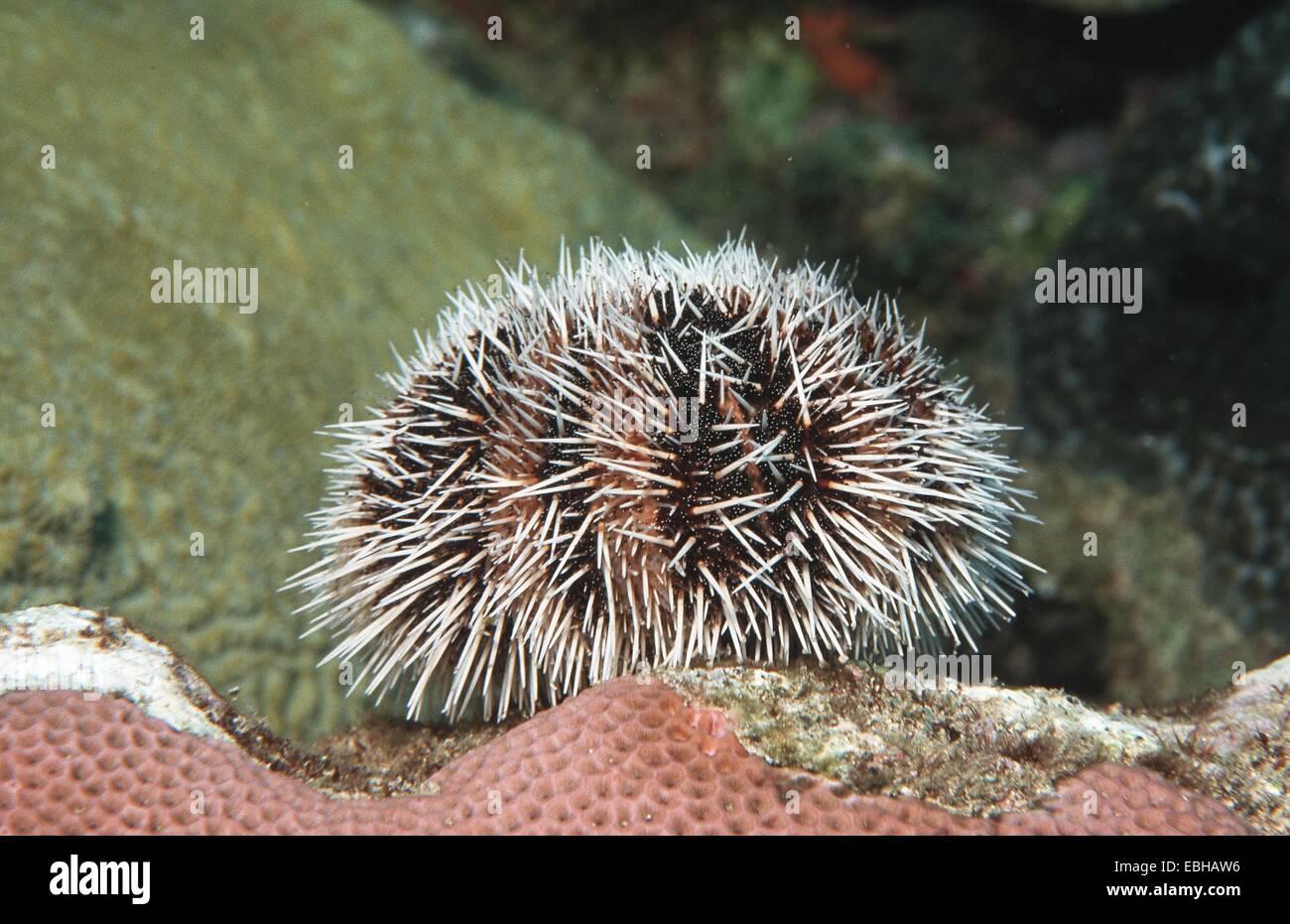 sea egg, West Indian sea egg (Tripneustes ventricosus Stock Photo - Alamy