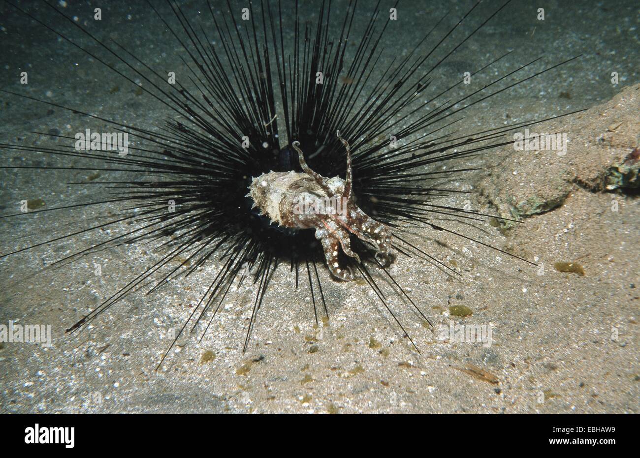hatpin urchin, longspined sea urchin and cuttlefish (Diadema setosum ...