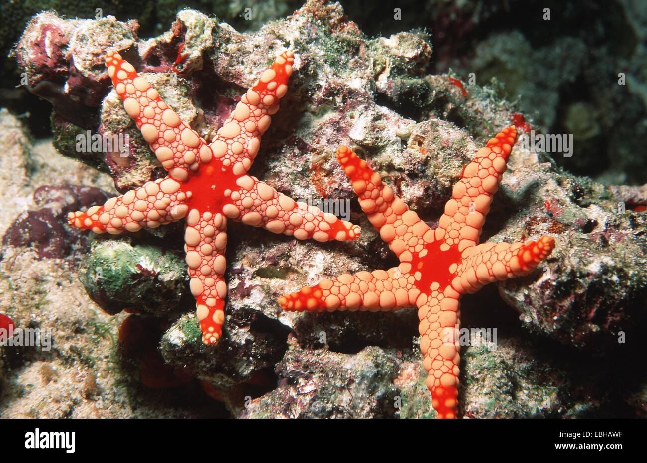 seastar (Fromia monilis Stock Photo - Alamy