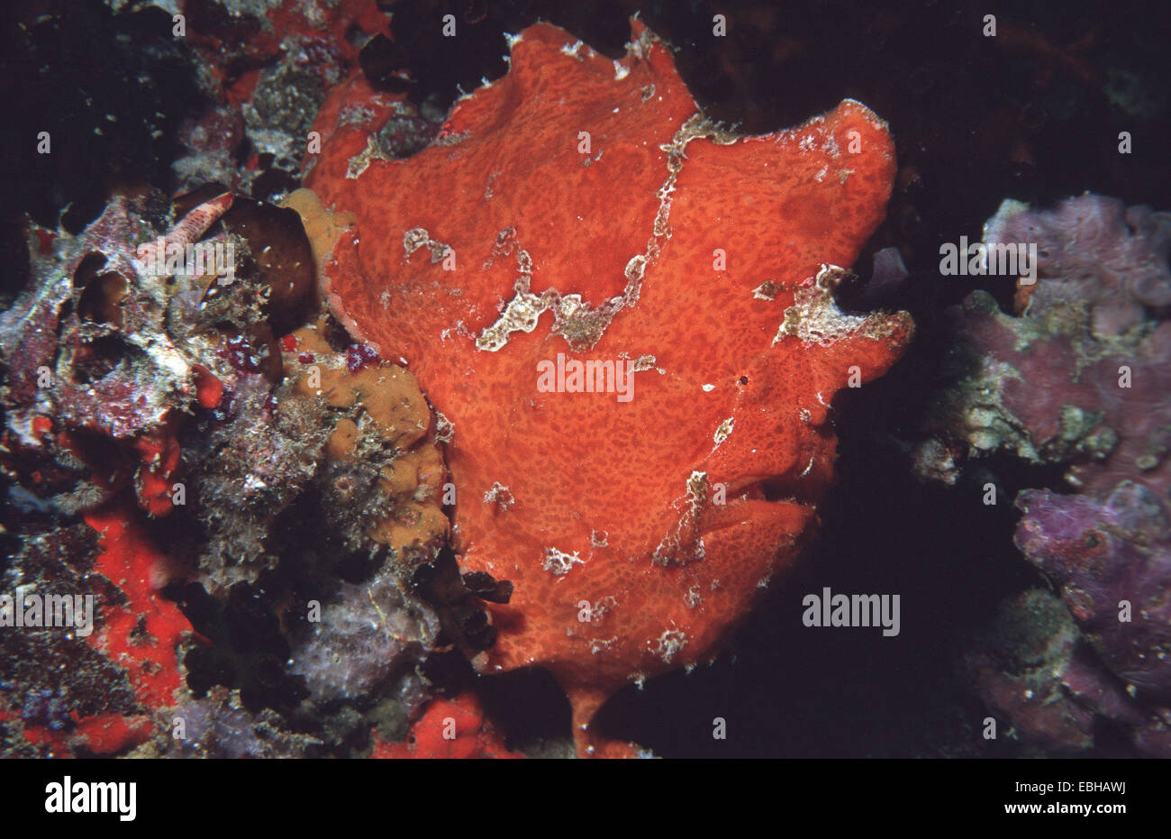 Frogfishes hi-res stock photography and images - Alamy