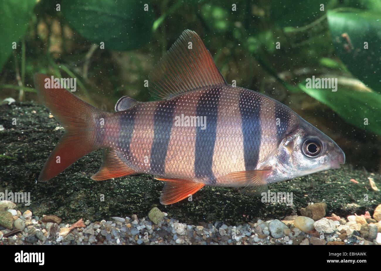 Geradsalmler hi-res stock photography and images - Alamy