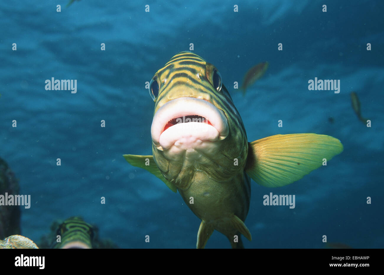 Oriental sweetlip (Plectorhinchus orientalis Stock Photo - Alamy