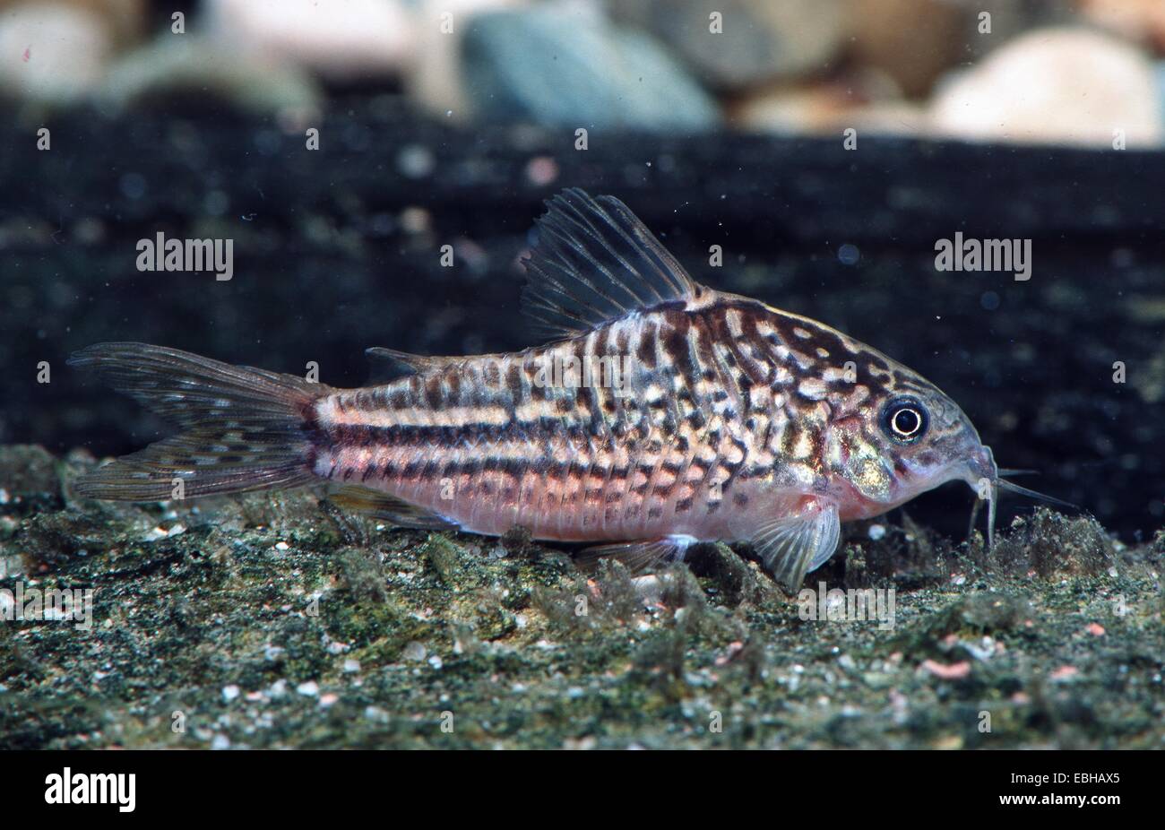 leopard corydoras (Corydoras cf. trilineat, cuteus Stock Photo - Alamy