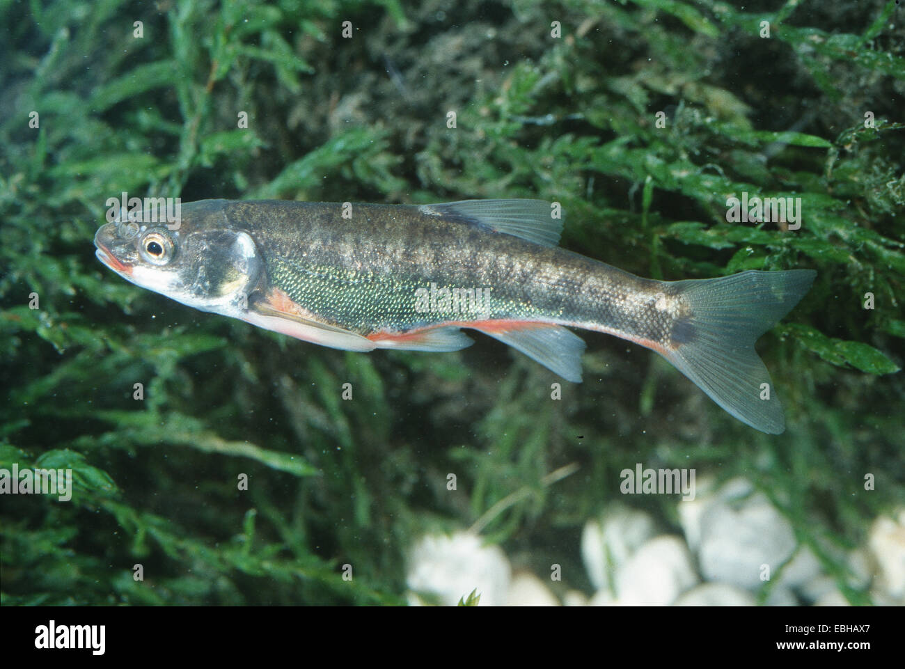 minnow (Phoxinus phoxinus), male Stock Photo - Alamy