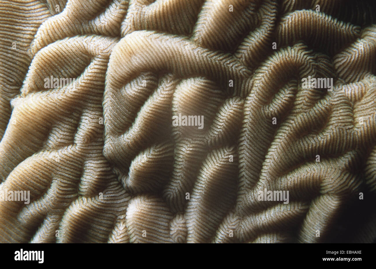 coral (Pachyseris valenciennesi Stock Photo - Alamy