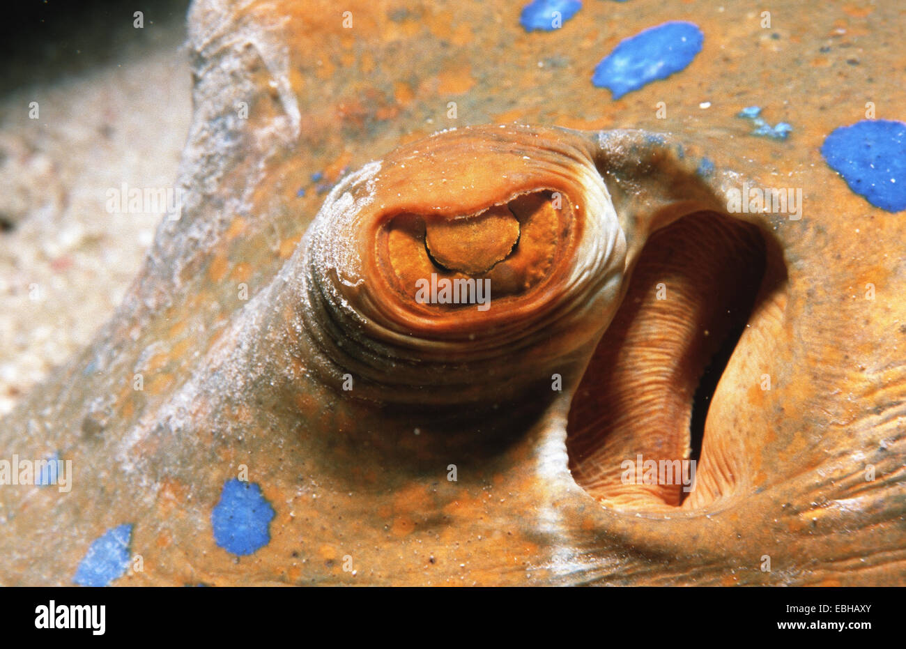 ribbontail stingray, blue-spotted stingray, blue-spotted lagoonray ...