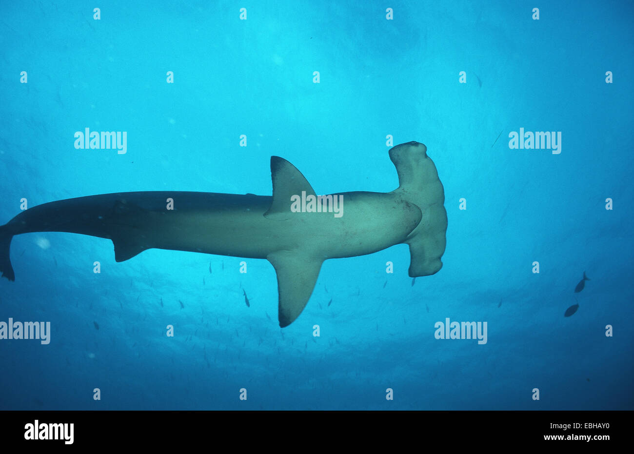 scalloped hammerhead shark (Sphyrna lewini Stock Photo - Alamy