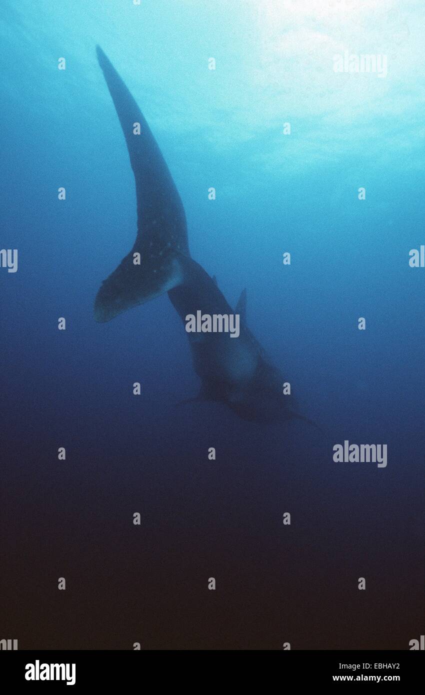 whale shark (Rhincodon typus Stock Photo - Alamy