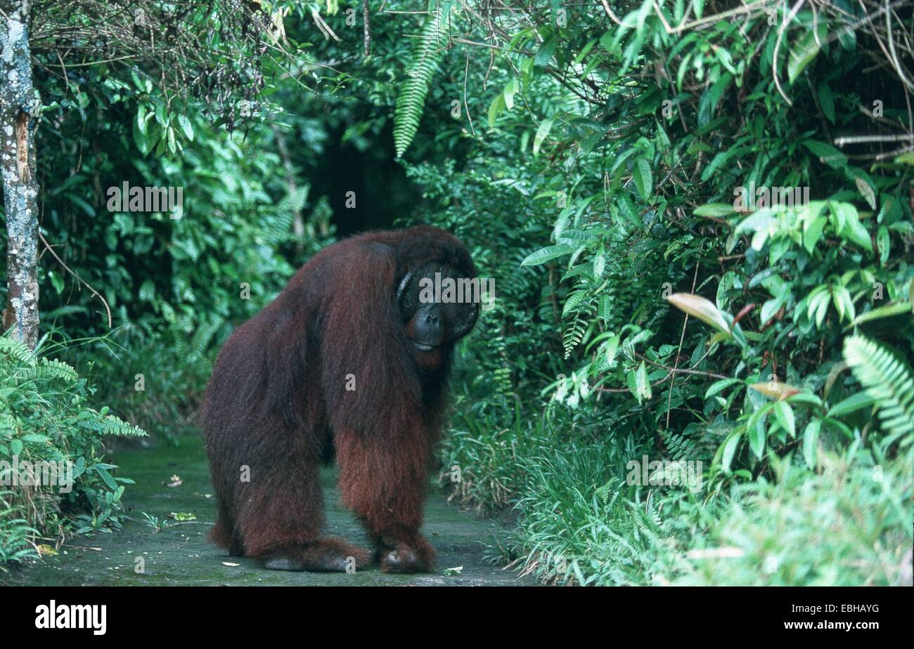 orangutan (Pongo pygmaeus), male Stock Photo - Alamy