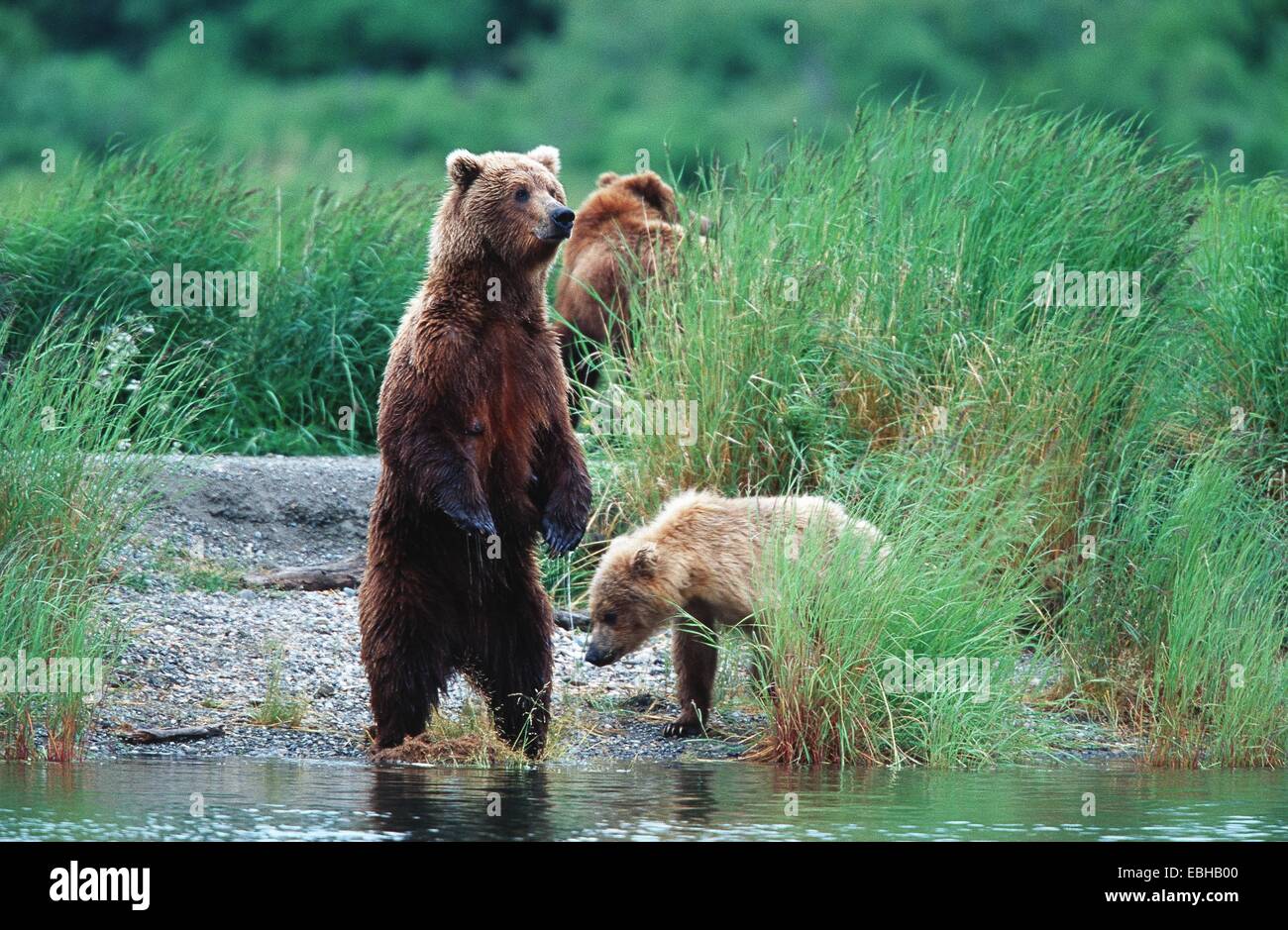 brown bear, grizzly bear, mother with cubs Stock Photo - Alamy
