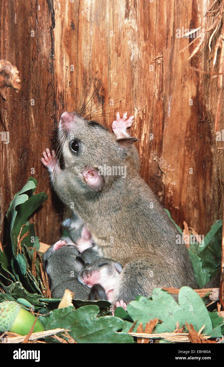 edible dormouse, edible commoner dormouse, fat dormouse, squirrel ...