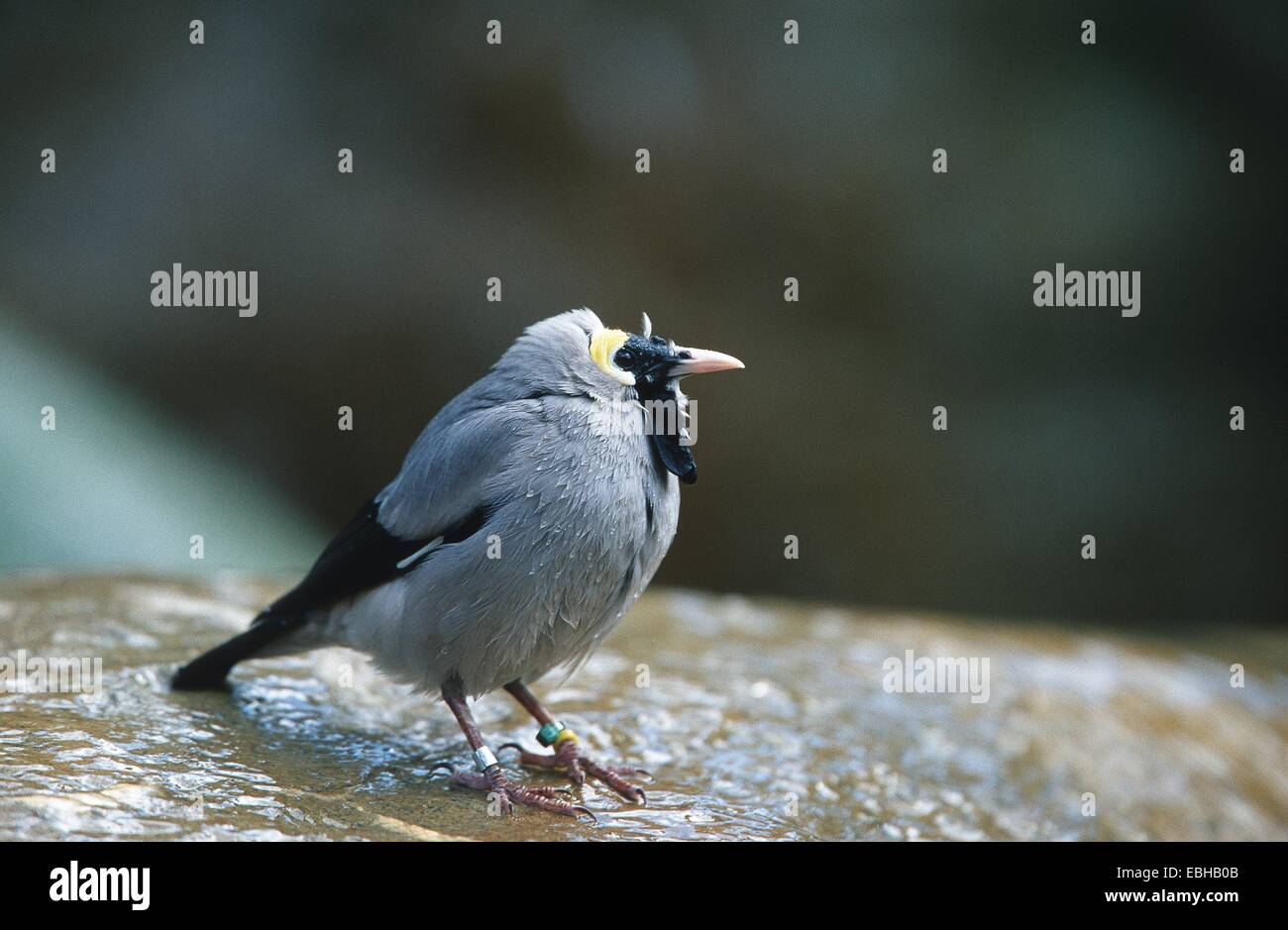 wattled starling (Creatophora cinerea Stock Photo - Alamy