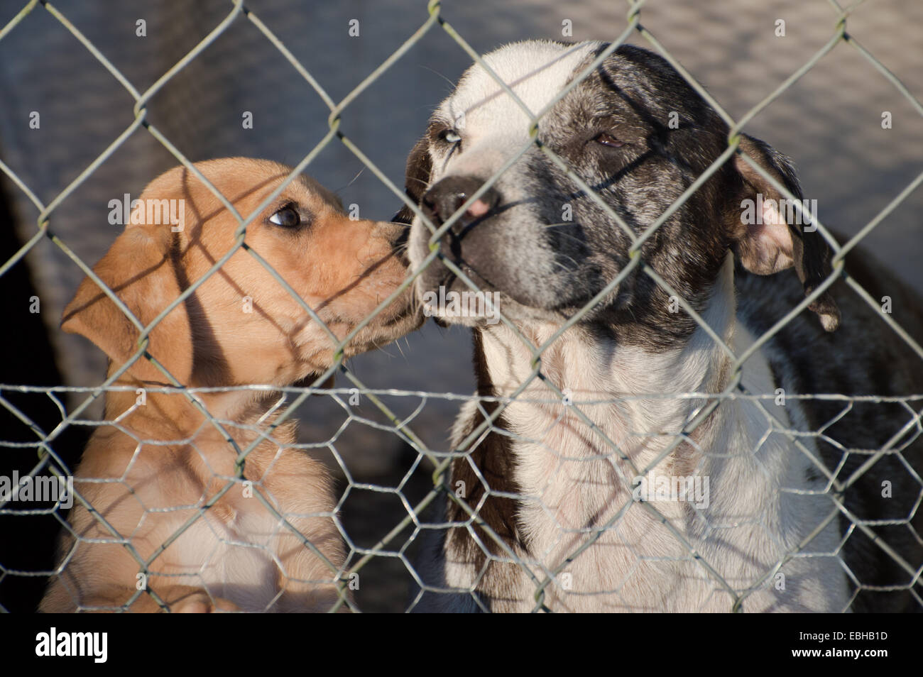 Puppy licking mom's face, showing some love Stock Photo - Alamy
