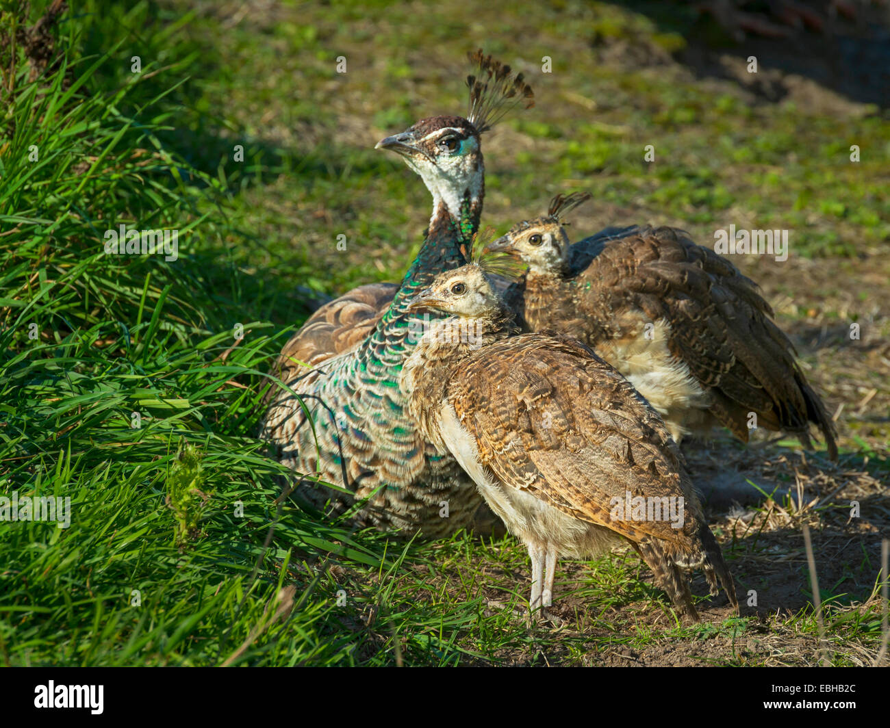 Indian Peafowl Baby High Resolution Stock Photography and Images - Alamy