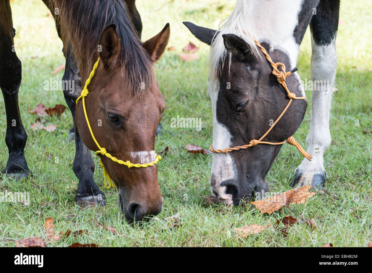 Two animals the same hi-res stock photography and images - Alamy