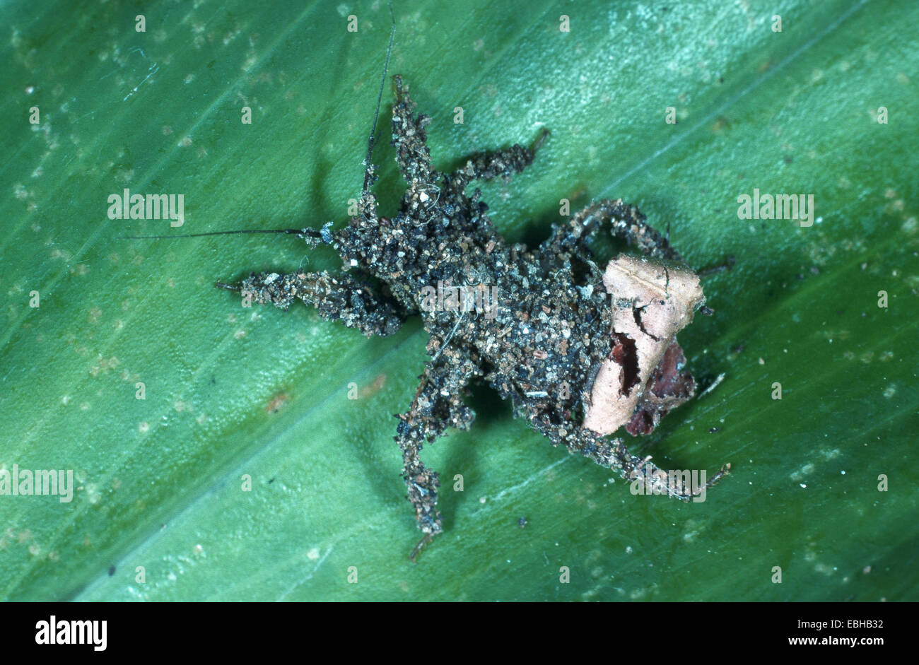 masked hunter bug (fly bug) (Reduvius personatus Stock Photo - Alamy