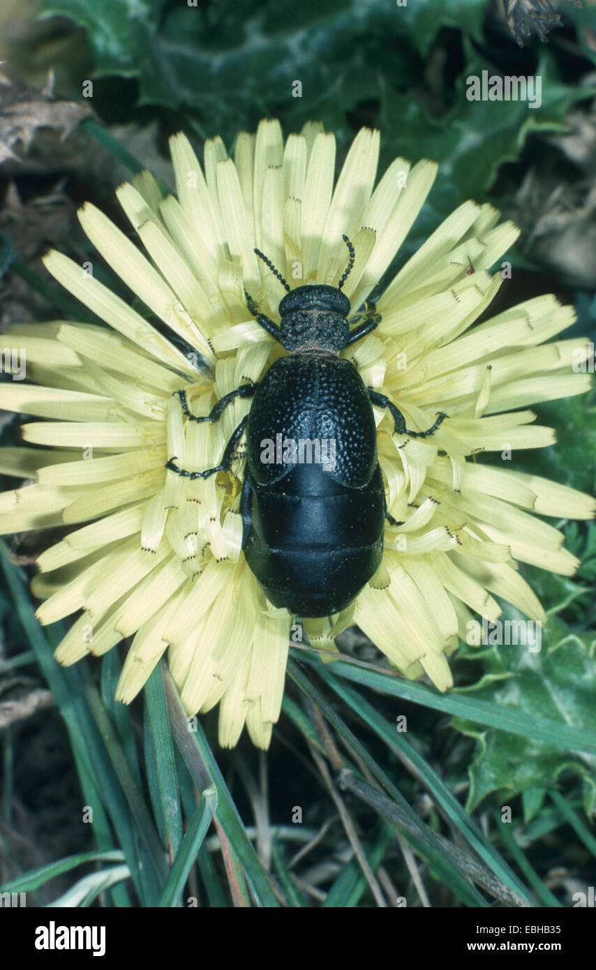 Oil beetles hi-res stock photography and images - Alamy