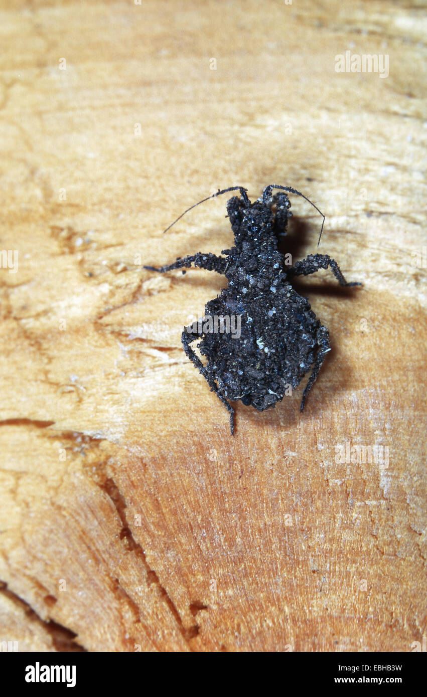 masked hunter bug (fly bug) (Reduvius personatus Stock Photo - Alamy