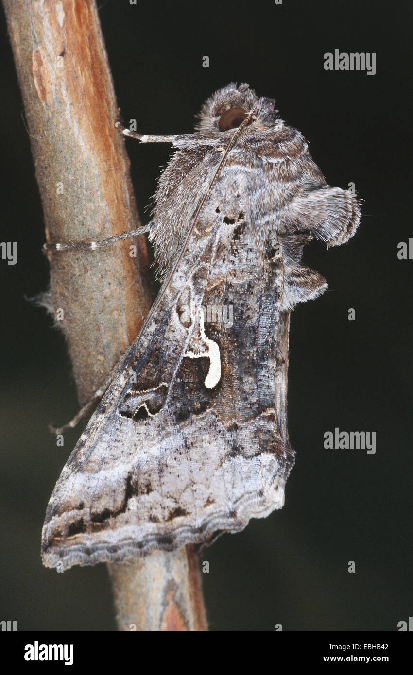 silver Y (Autographa gamma Stock Photo - Alamy