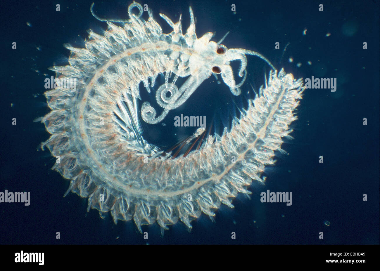 Polychaetes hi-res stock photography and images - Alamy