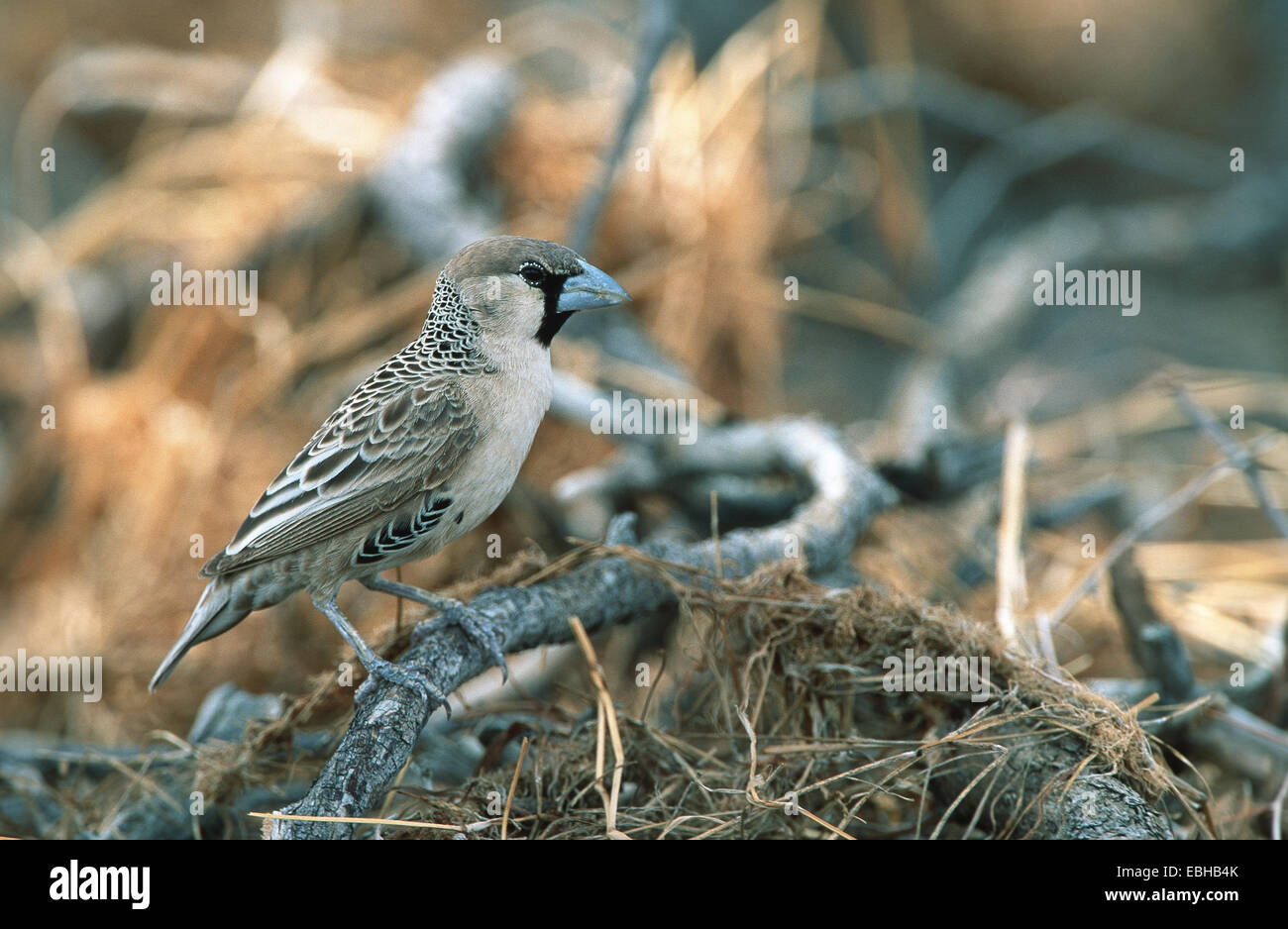 sociable weaver (Philetairus socius Stock Photo - Alamy