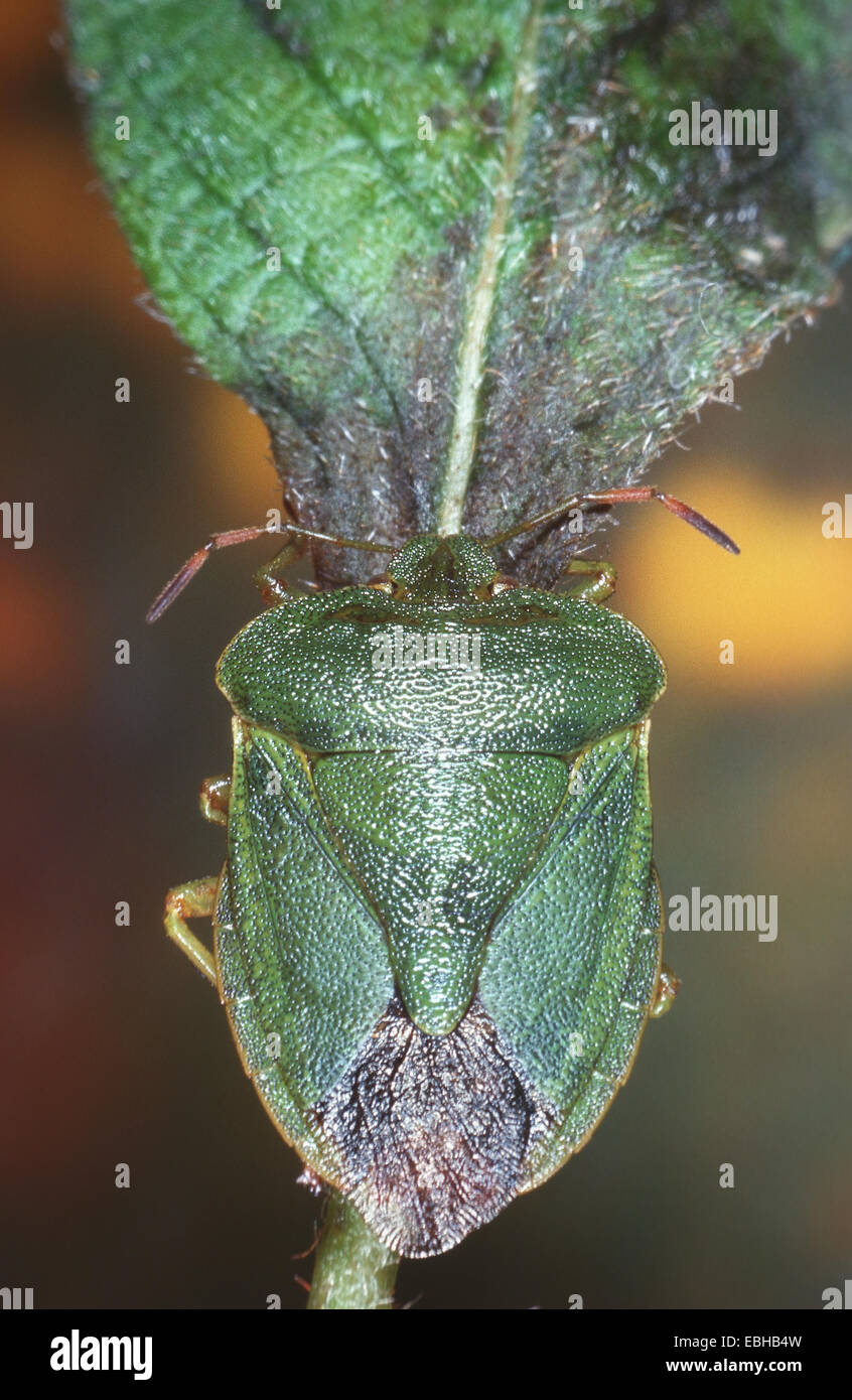 bug (Palomena viridissima Stock Photo - Alamy