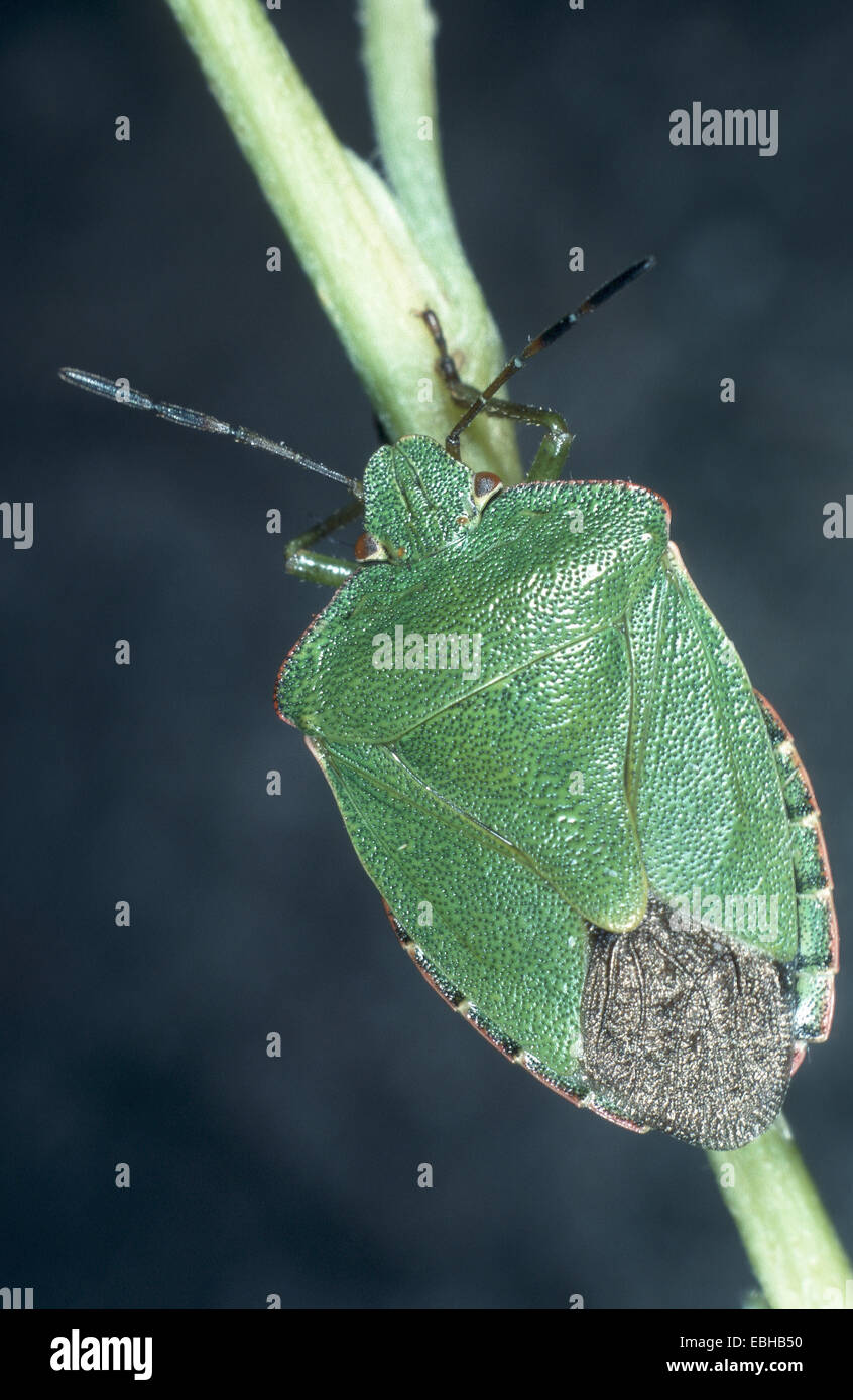 green shield bug, common green shield bug (Palomena prasina Stock Photo ...